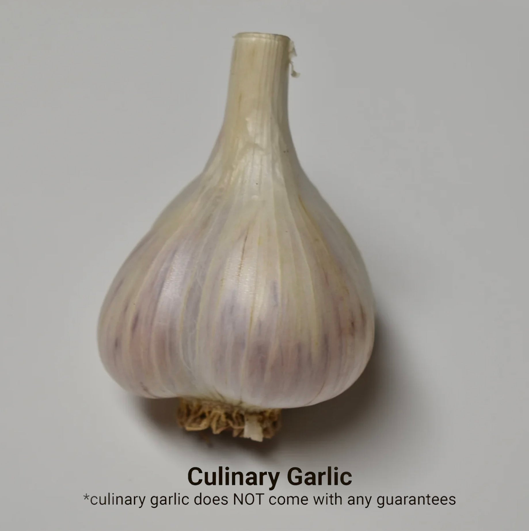 Georgian Fire Culinary Garlic | Door County Garlic