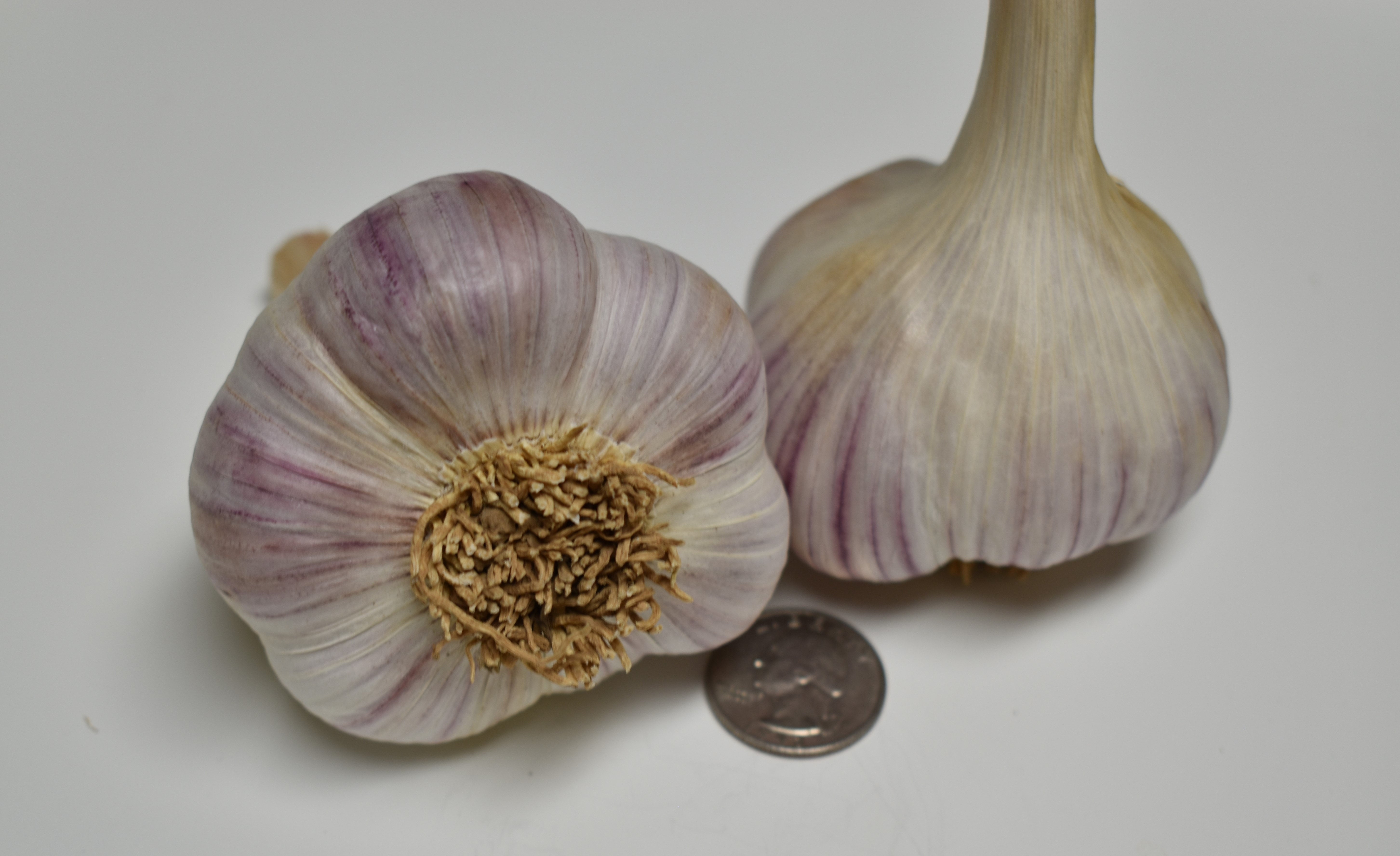 Brown Rose Organic Garlic | Door County Garlic | Buy Garlic | Organic ...