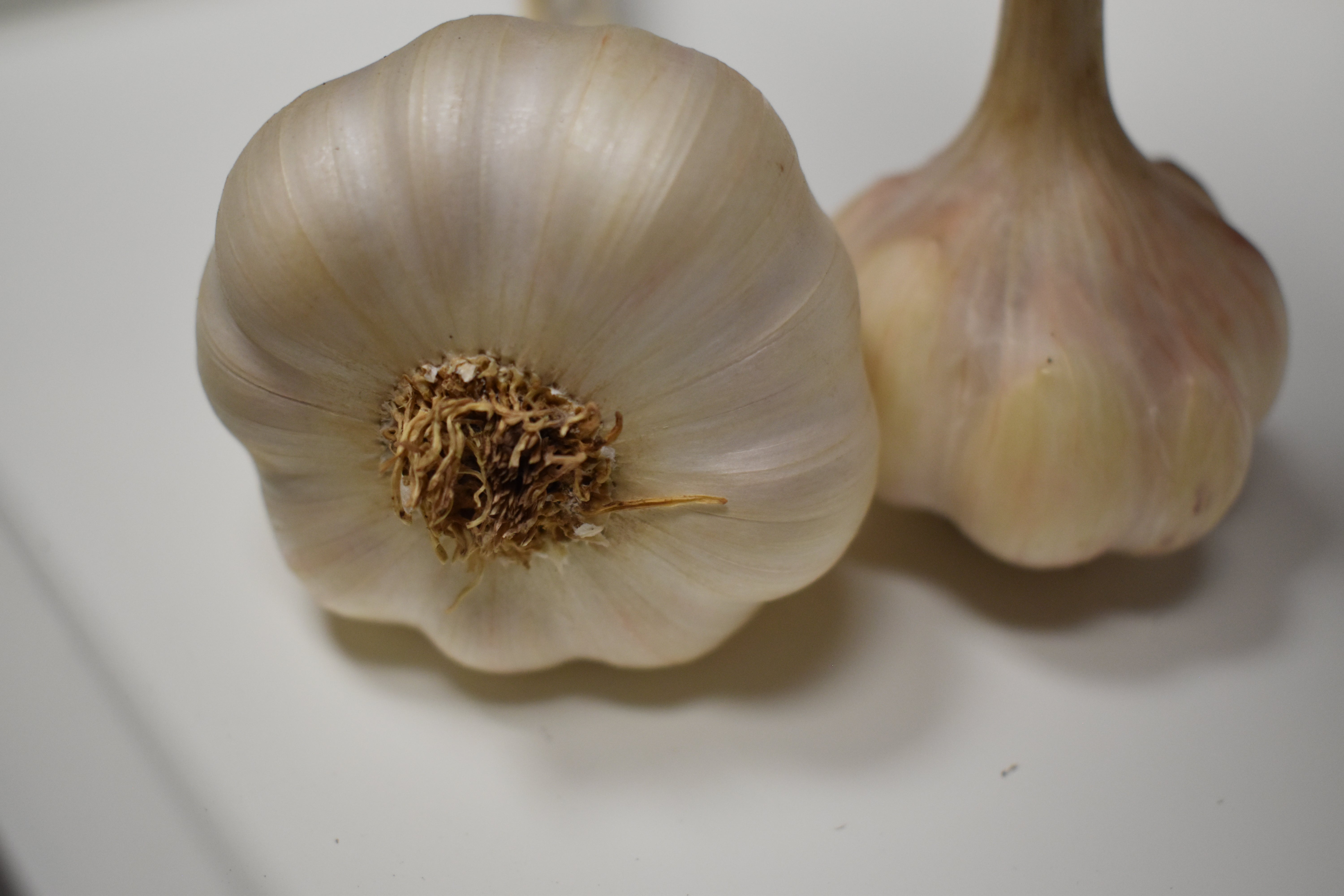 Italian mountain red garlic | specialty garlic | buy farm direct garlic ...
