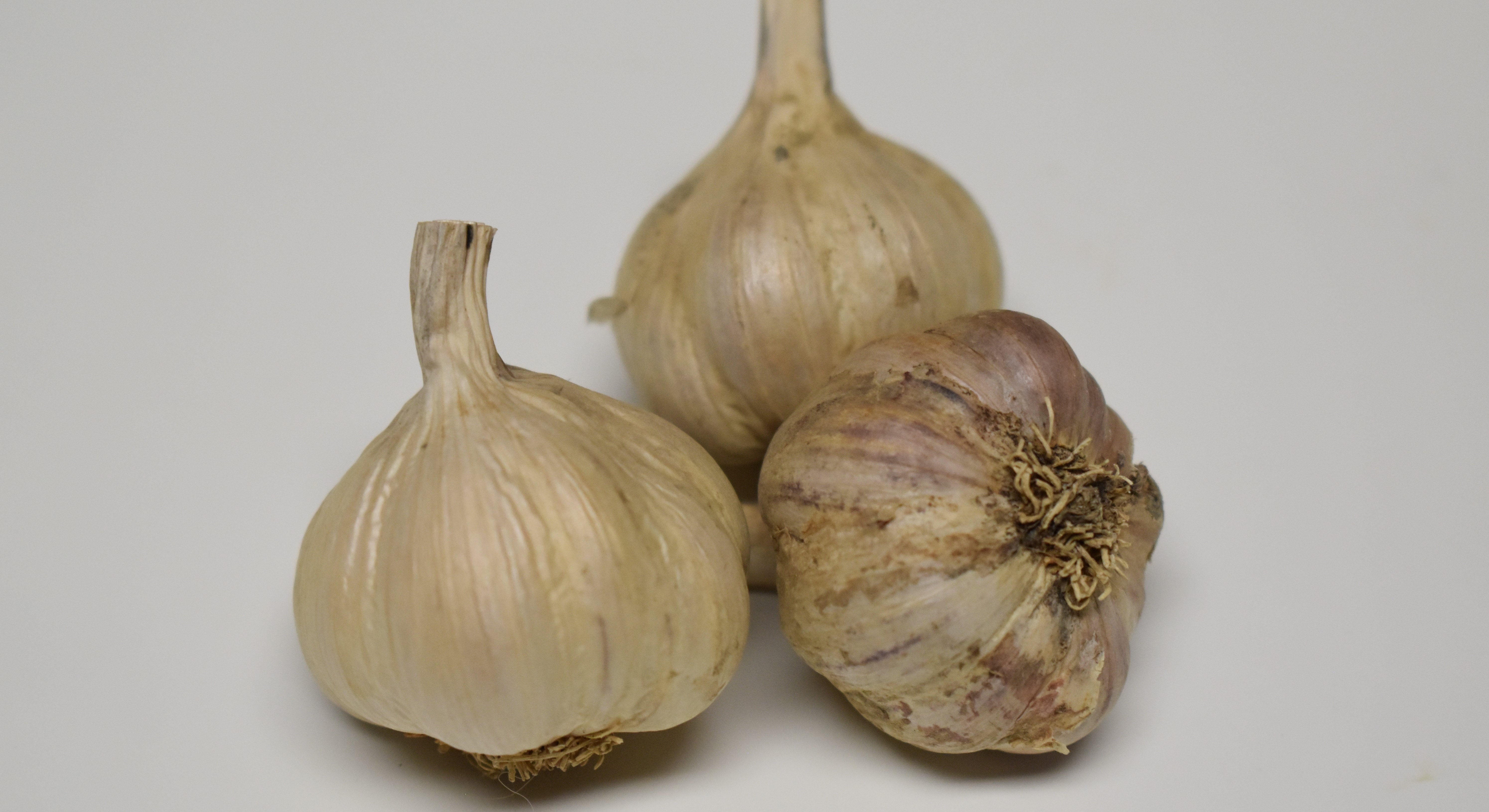 Guatemalan Natural Organic Garlic | Door County Garlic | Seed Garlic ...