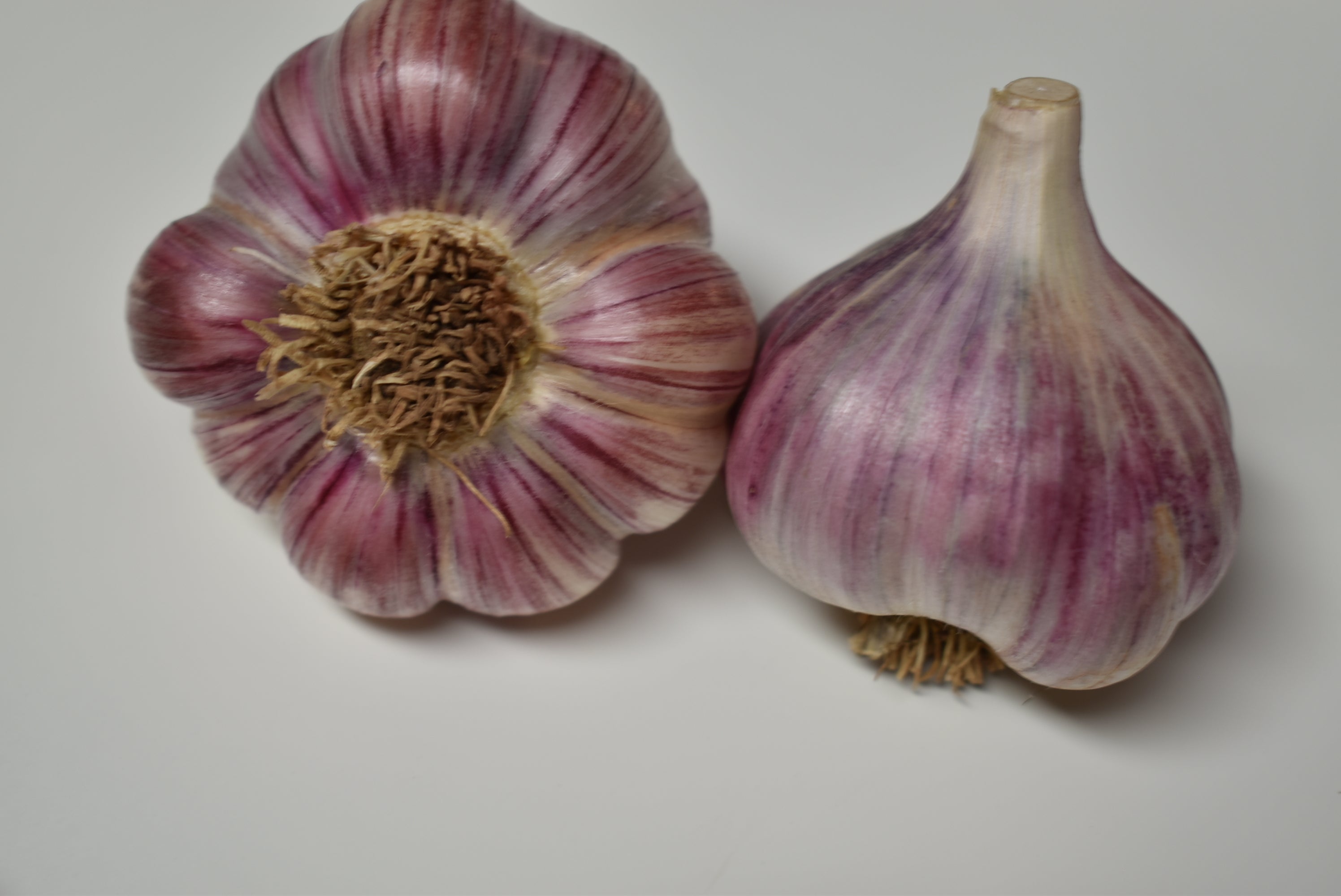 Persian Star Organic Garlic | Door County Garlic | Buy Organic Garlic ...
