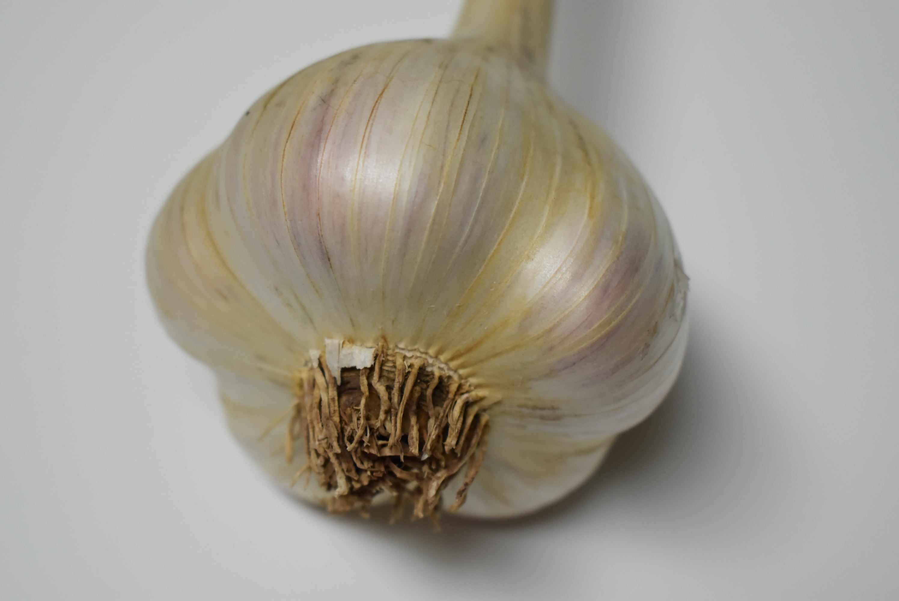 Ukrainian Rose Natural Organic Garlic | Door County Garlic | Seed ...