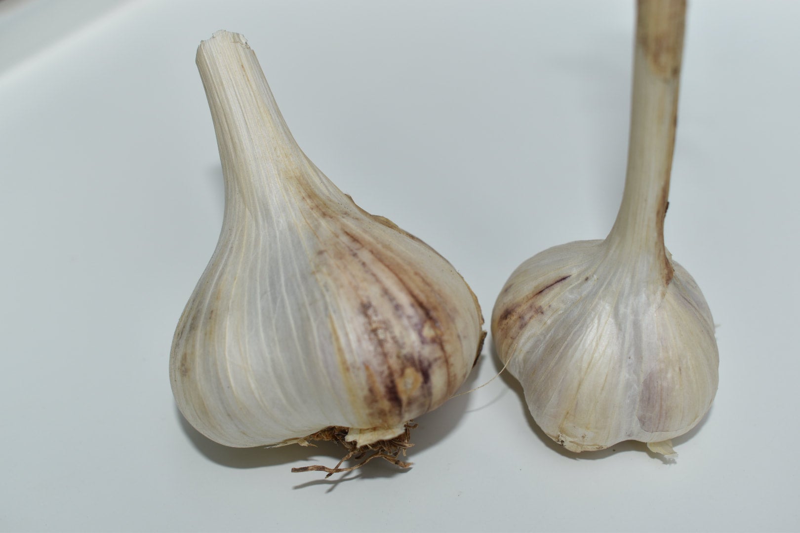 Chimyan | Organic | Organic garlic | buy farm fresh | seed garlic ...