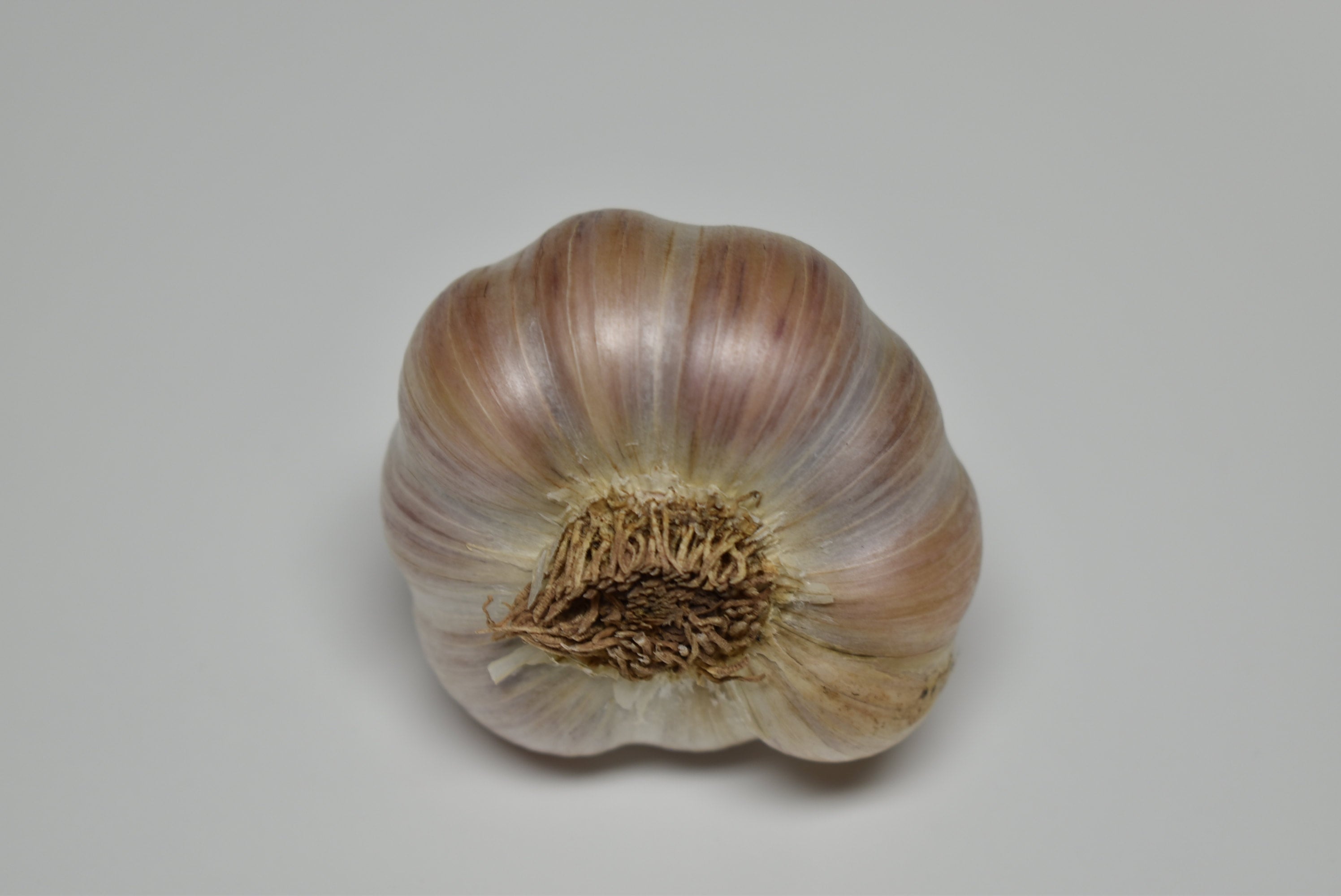 Italian Purple Garlic | Door County Garlic | Buy Organic Seed Garlic ...