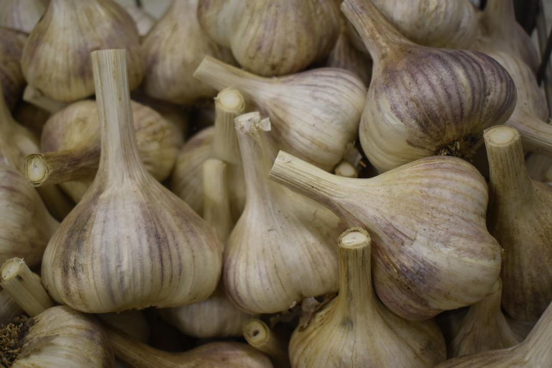 Shop Organic Seed Garlic | Culinary Garlic | Door County Garlic