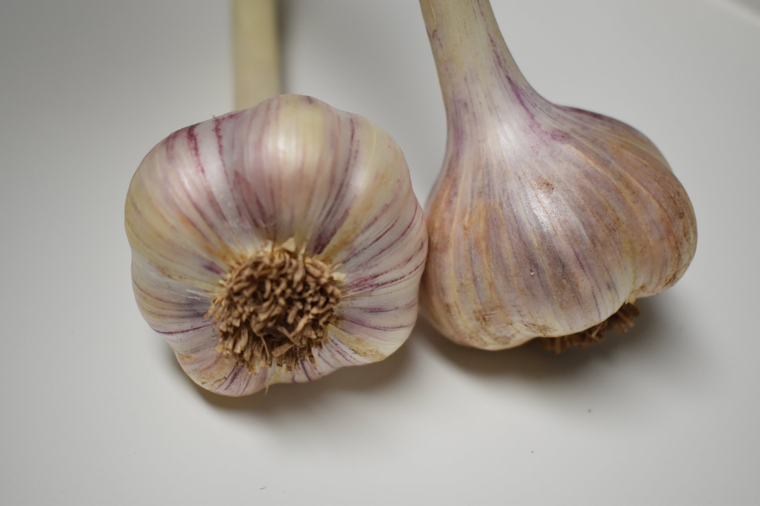 SVEA Marbled Purple Stripe Natural Organic Garlic | Organic Garlic ...
