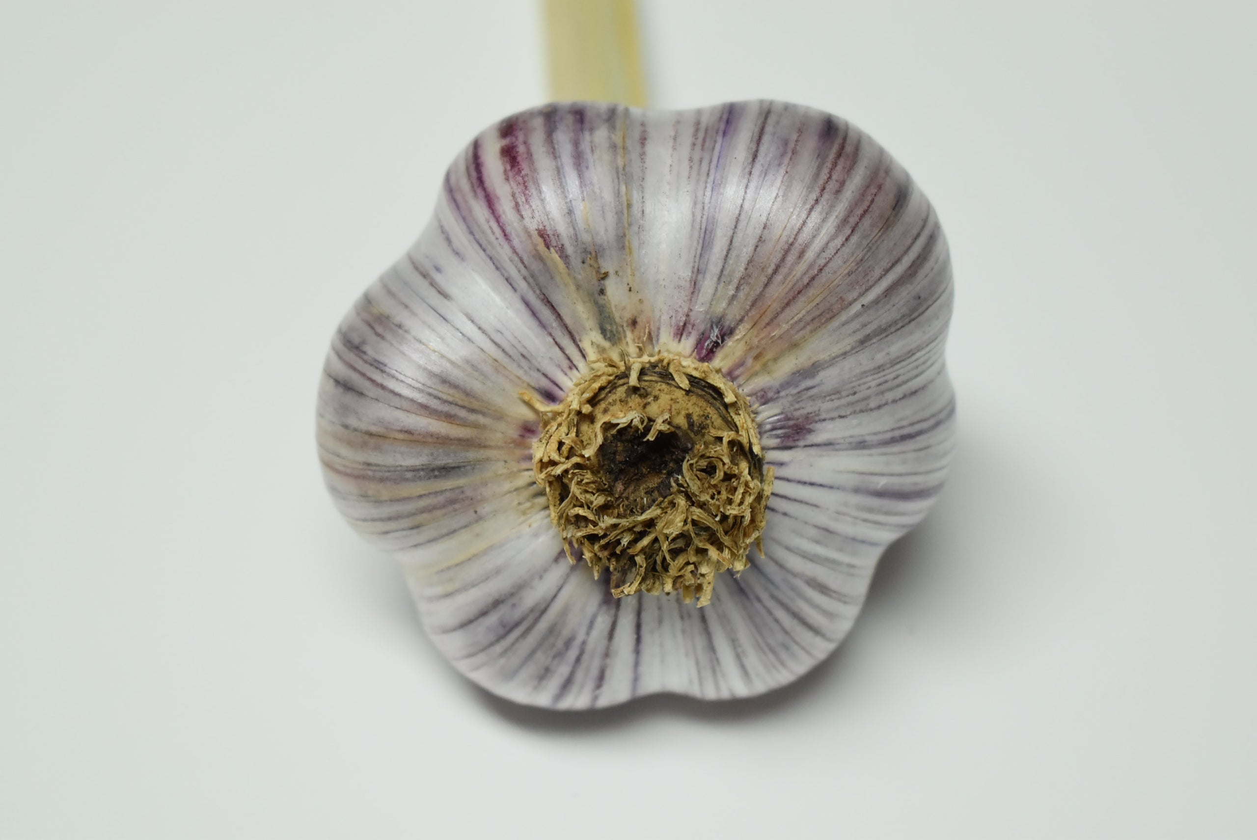 Russian Red Giant Organic Garlic | Buy Organic Garlic | Door County ...