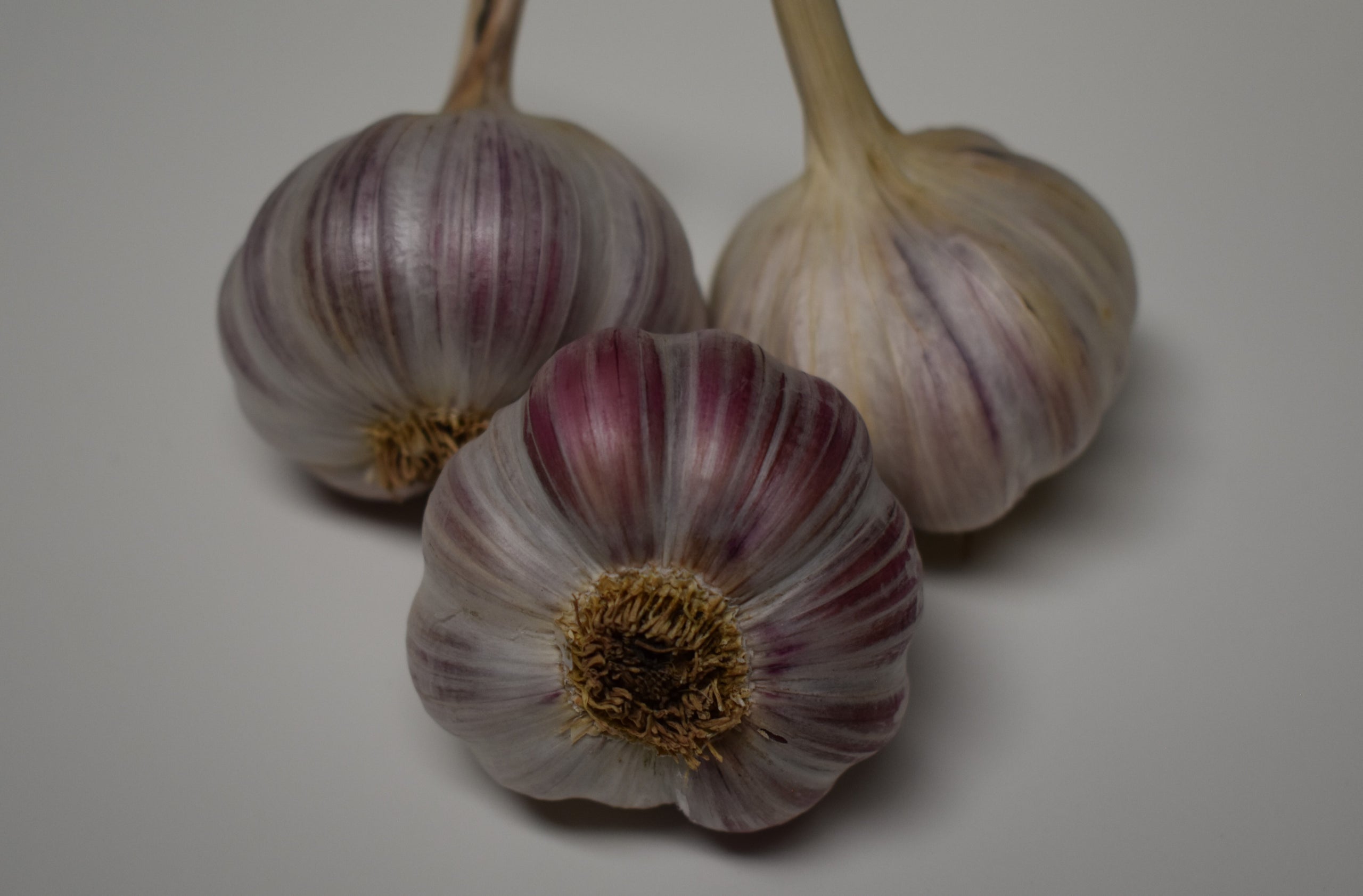Ajo Rojo Natural Organic Garlic | Door County Garlic | Seed Garlic ...