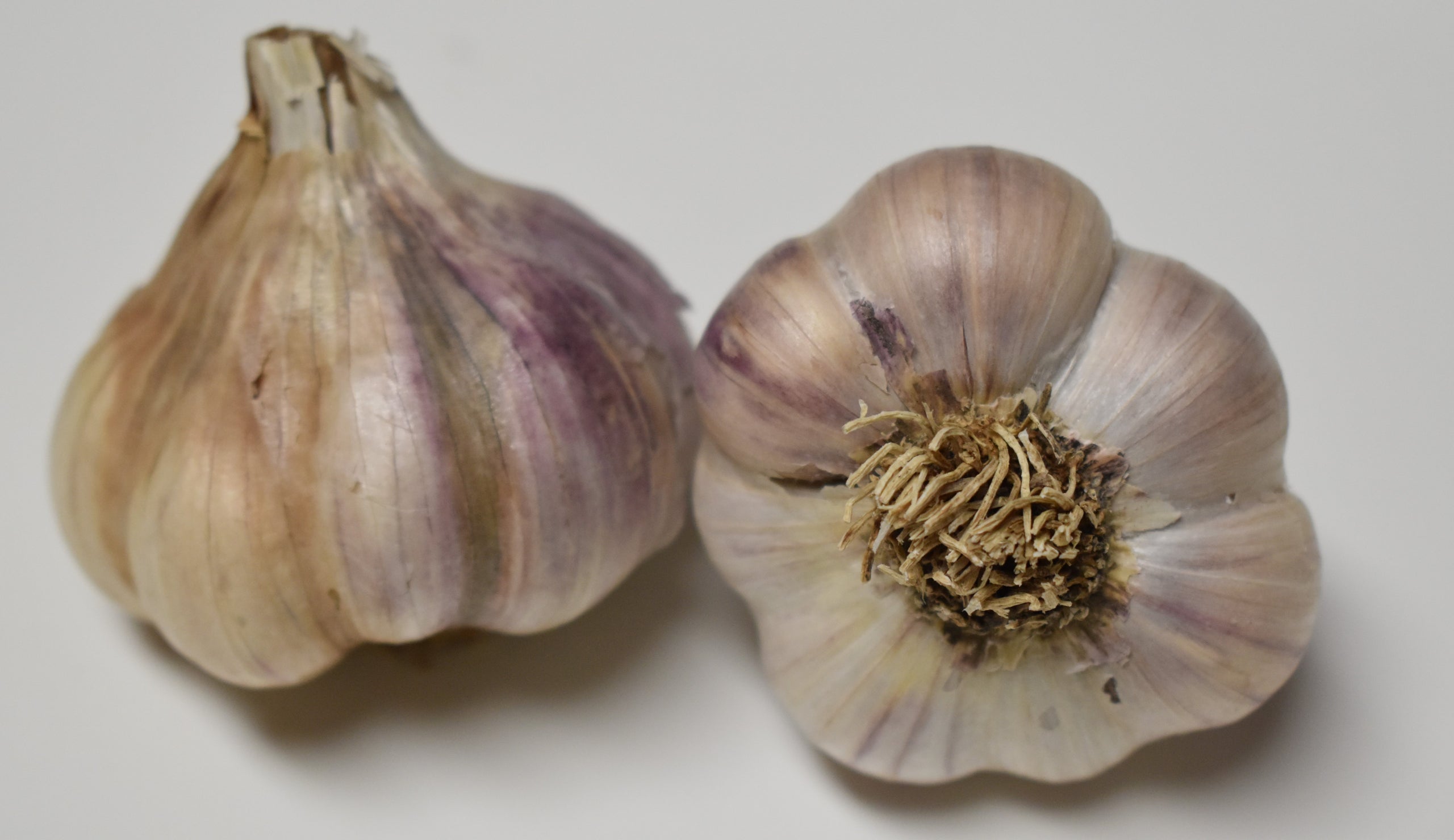 Godfathers Italian Natural Organic Garlic | Door County Garlic | Seed ...