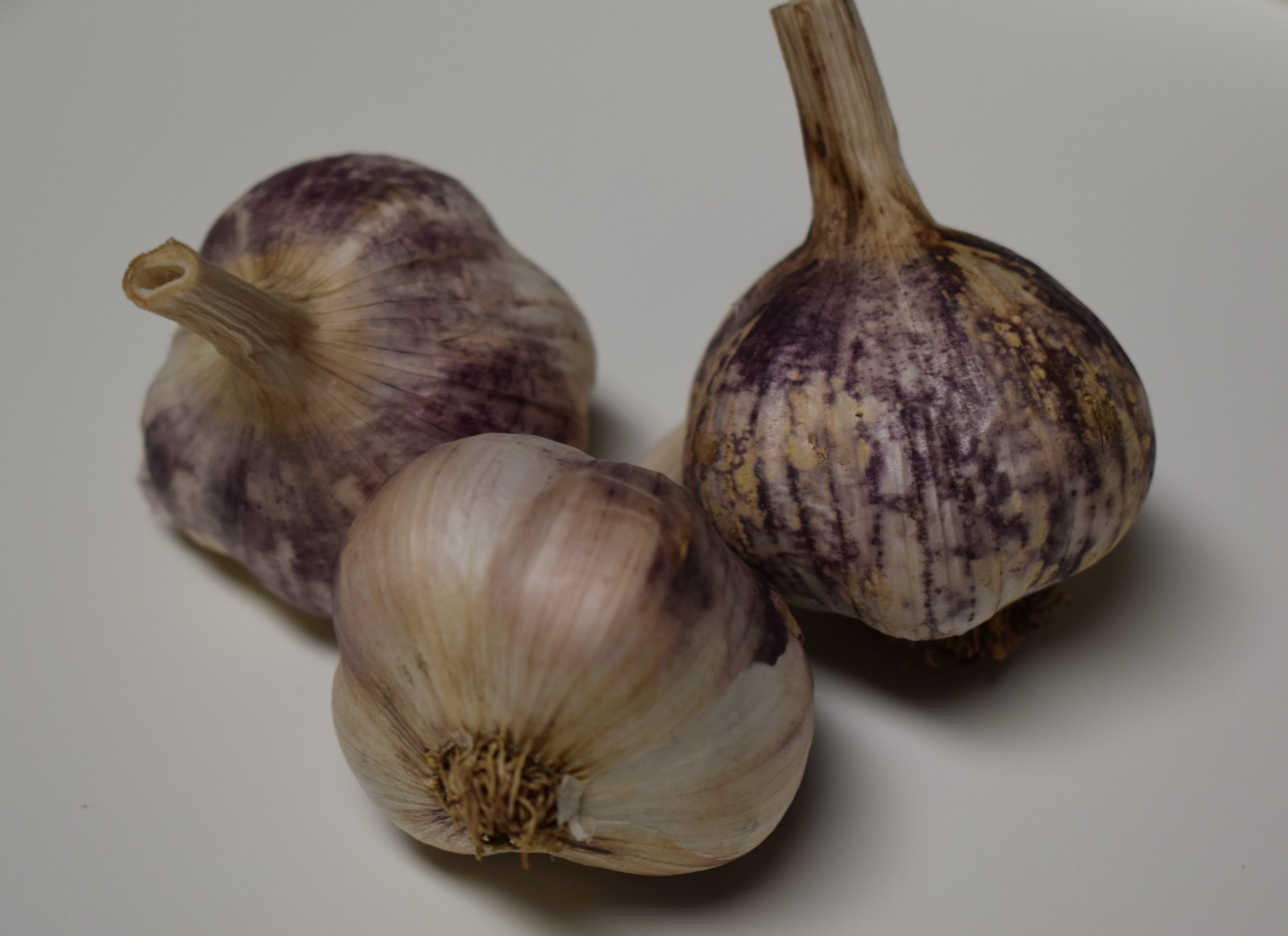 Red Janice Natural Organic Garlic | Door County Garlic | Seed Garlic ...