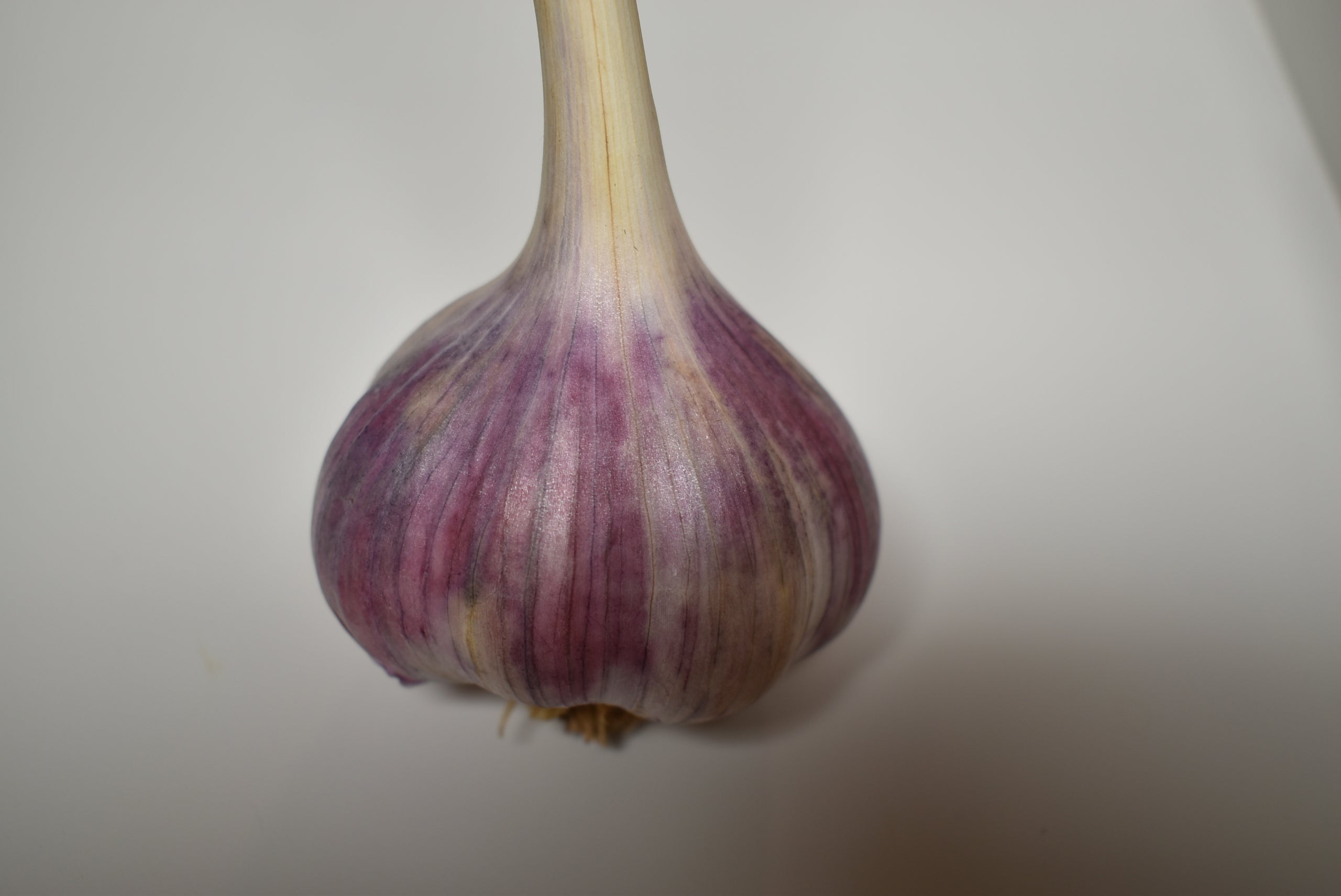 Rose De Lautrec Natural Organic Garlic | Door County Garlic | Seed ...