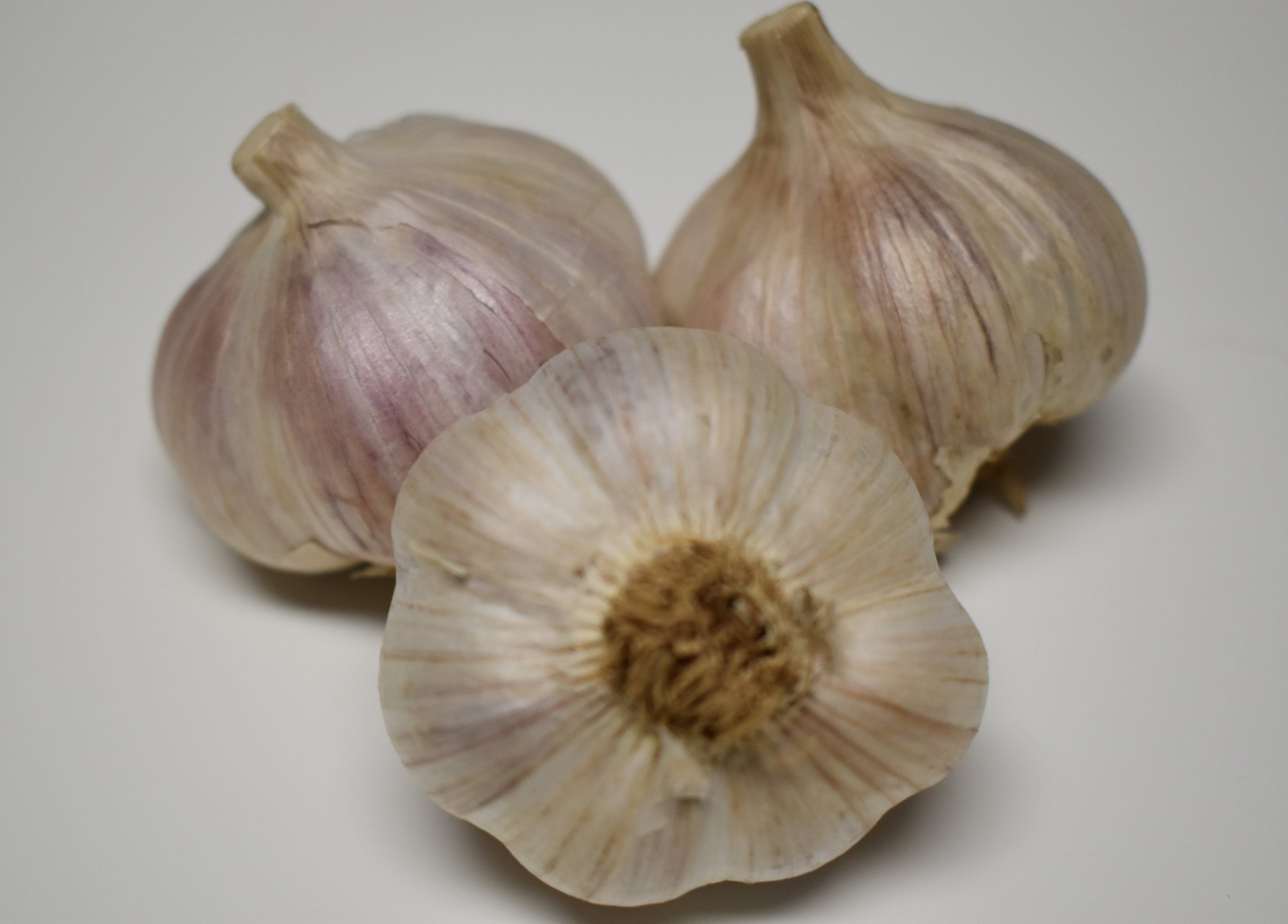 Ukrainian Red Natural Organic Garlic | Door County Garlic | Seed Garlic ...