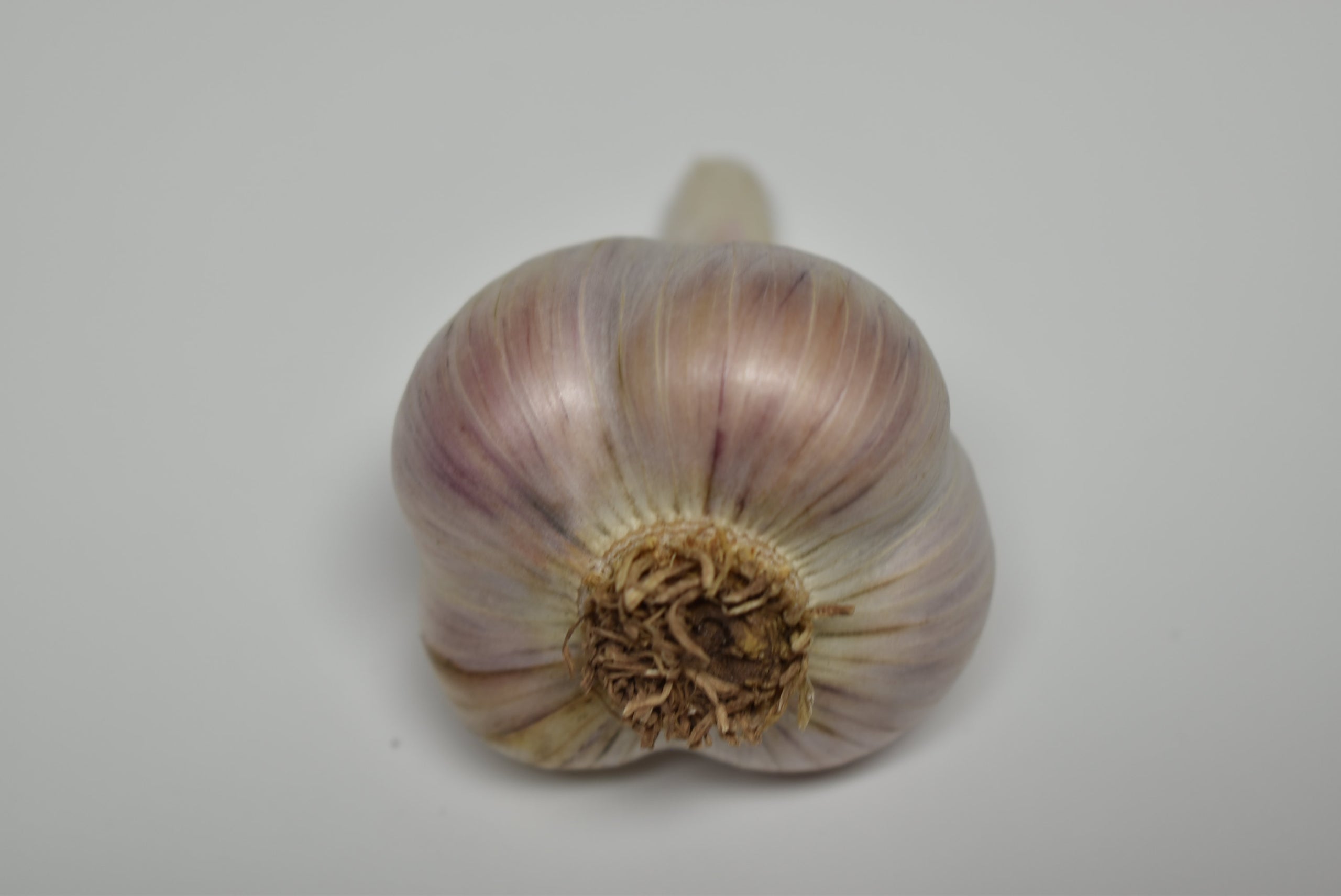 Shop Organic Seed Garlic | Culinary Garlic | Door County Garlic